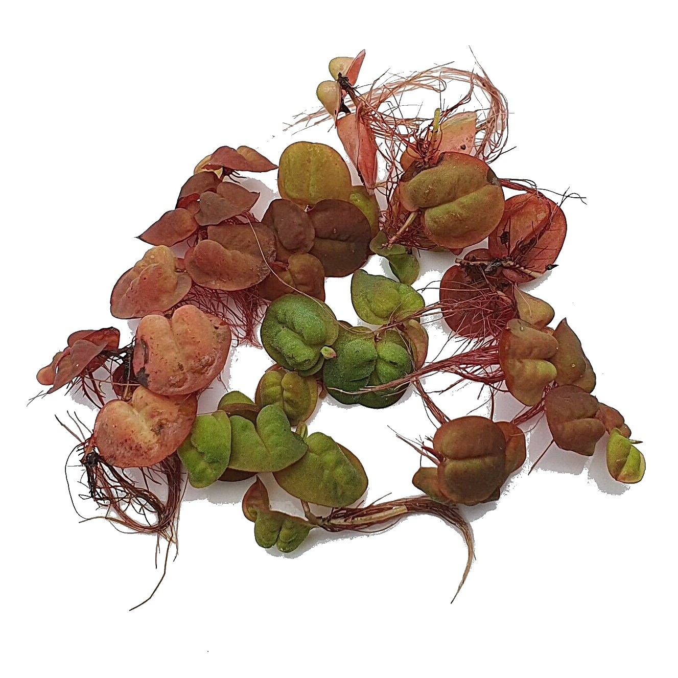 Red Root Floater Phyllanthus Fluitans Live Floating Aquarium Plants | eBay