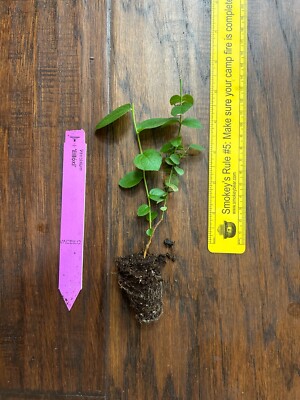 Biloxi Southern Highbush Blueberry - 1 TC plant/plug -3-6 in - Edible ...