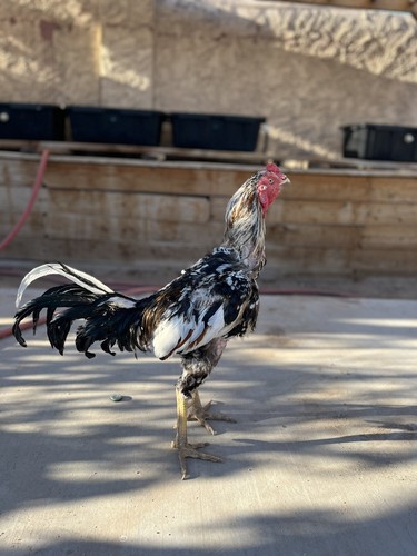 (1) Spangled Thai X Indian Asil Hatching egg please read description | eBay