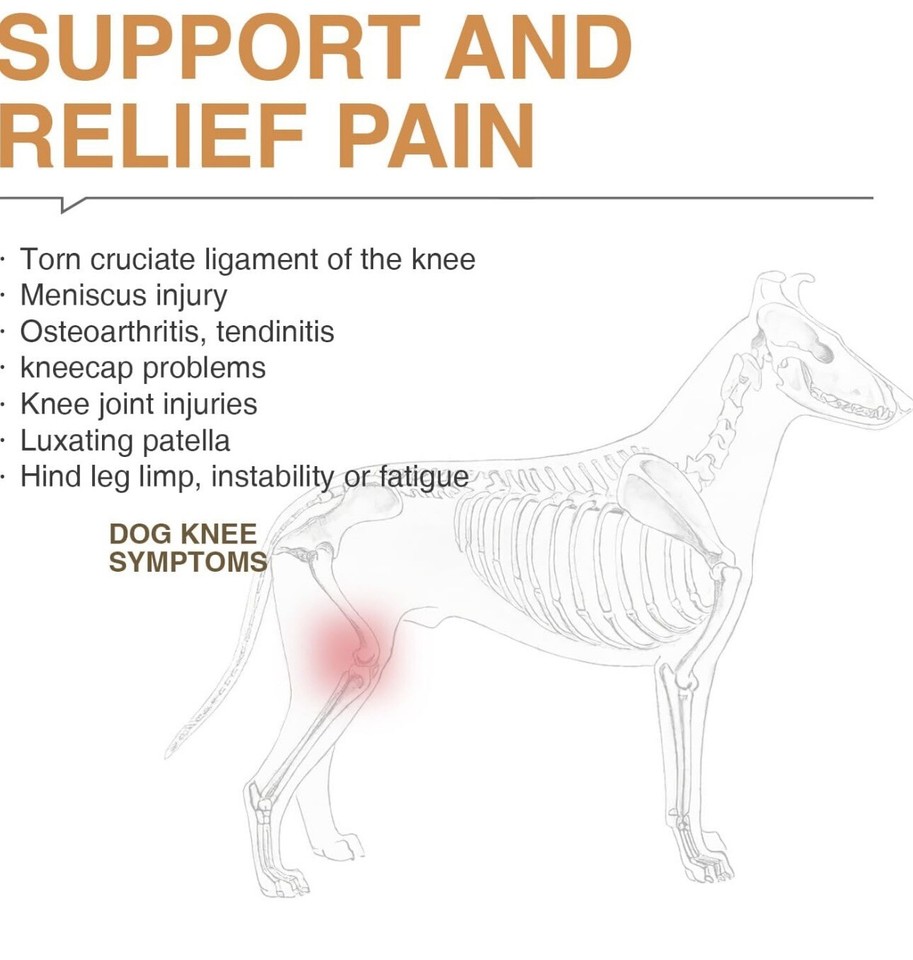 Lispoo Right Leg Dog Knee Brace for Torn Acl Hind Leg,luxating Patella ...