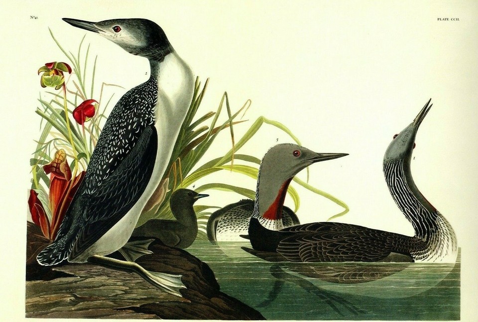 Audubon's LOONs (2) (Arctic Diver & Red-Throated) 15x12 | eBay