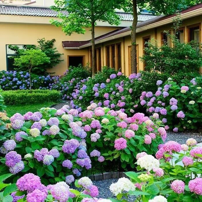 20 HYDRANGEA FLOWER SEEDS rare exotic ball bloom plant garden bush b ...