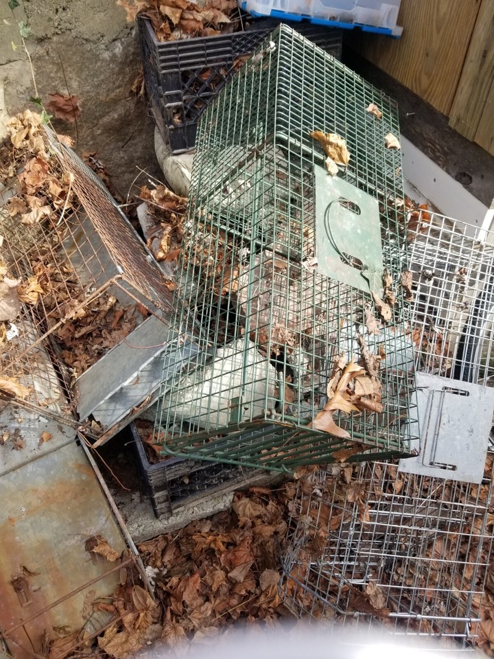 Havahart Style Trap Traps 12 Squirrel,Racoons,Large Small Some Need ...