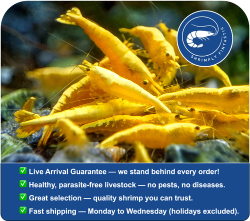 20 Yellow 24K Gold Neocaridina Shrimp |FREE SHIPPING | Live Guarantee ...