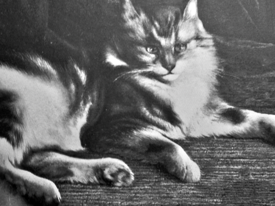 STUDIES OF MONKEYS WW2 JOS SCHIPPERS DRAWINGS 1932 - DE GRAF BELGIUM ...