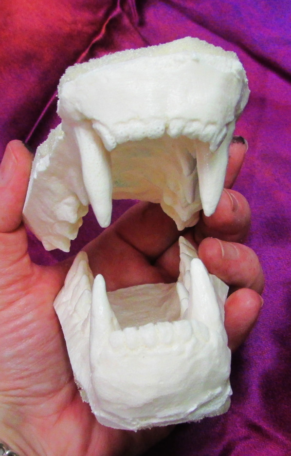 Thylacine tasmanian tiger wolf replica jaws teeth cast reproduction ...