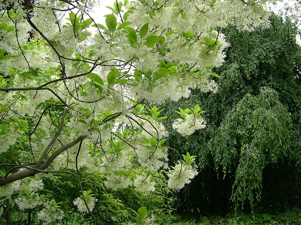 Fringe Tree seeds (Chionanthus virginicus), 5 seeds | eBay
