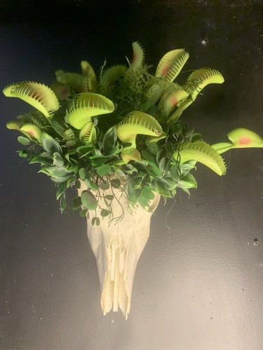 African Nile Lechwe Skull With Venus Flytrap Taxidermy Art Floral Mount ...