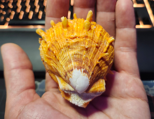 Spondylidae - Spondylus squamosus Bivalve Sea Shell Specimen Spines ...