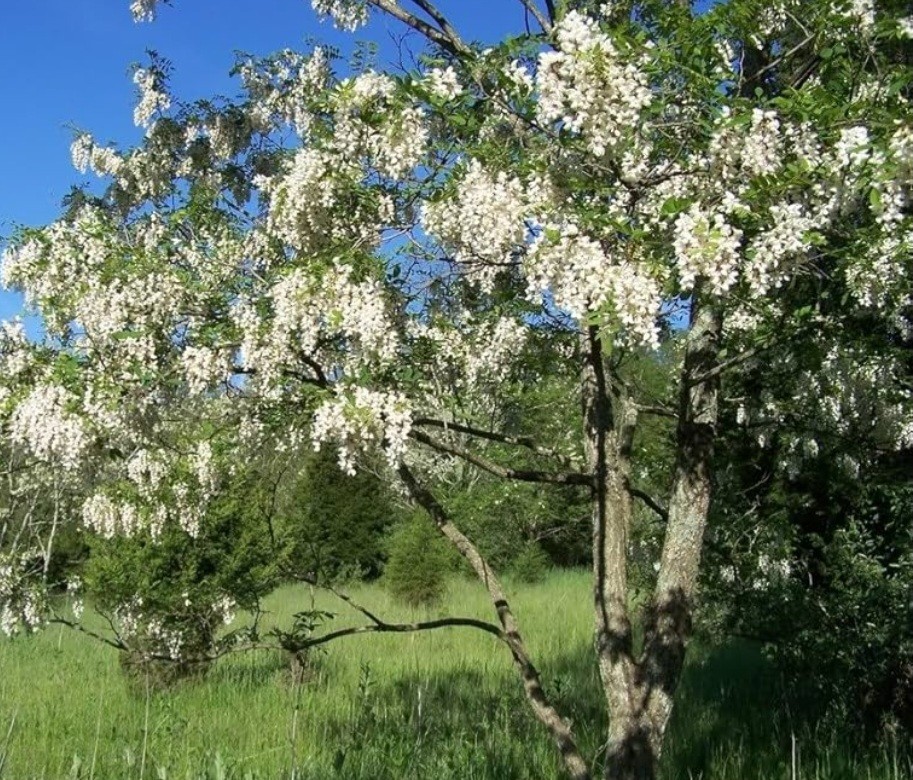 Black Locust Sapling Live Plant Bare Root Sapling All Natural | eBay