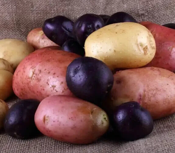 Rare Potato Seeds 2 Lbs Mixed Purple Red Yukon Gold Russet Organic for ...