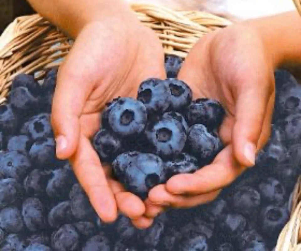 3 'Bluejay' Blueberry Plants / Vaccinium cor. 'Bluejay' 15-25cm in 9cm ...