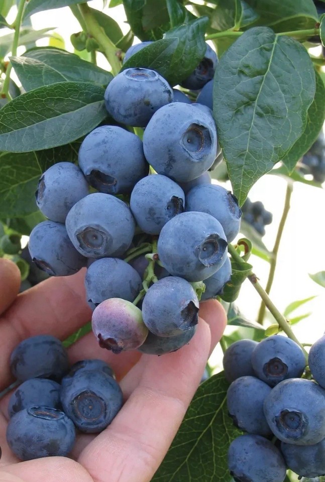 3 'Bluejay' Blueberry Plants / Vaccinium cor. 'Bluejay' 15-25cm in 9cm ...