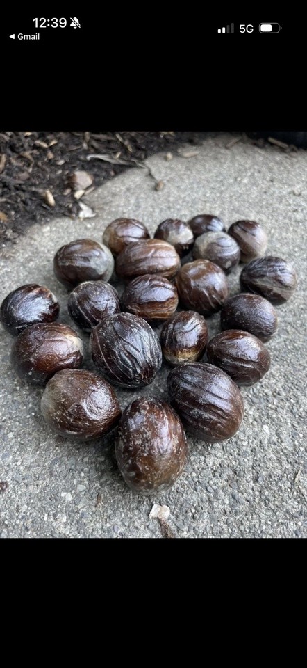 F&F Herba Whole Nutmeg In Shell Indonesian Nutmeg Banda Island For ...