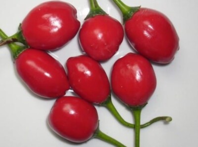 Chili Earbob 10 Samen | eBay.de