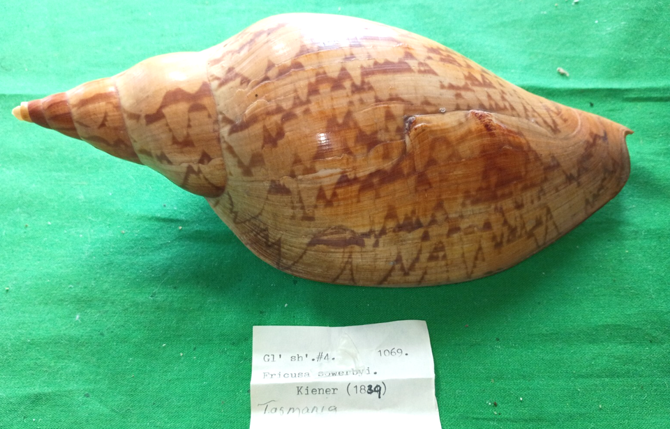 Voluta Ericusa sowerbyi #H3559 Tasmania approx.209mm | eBay