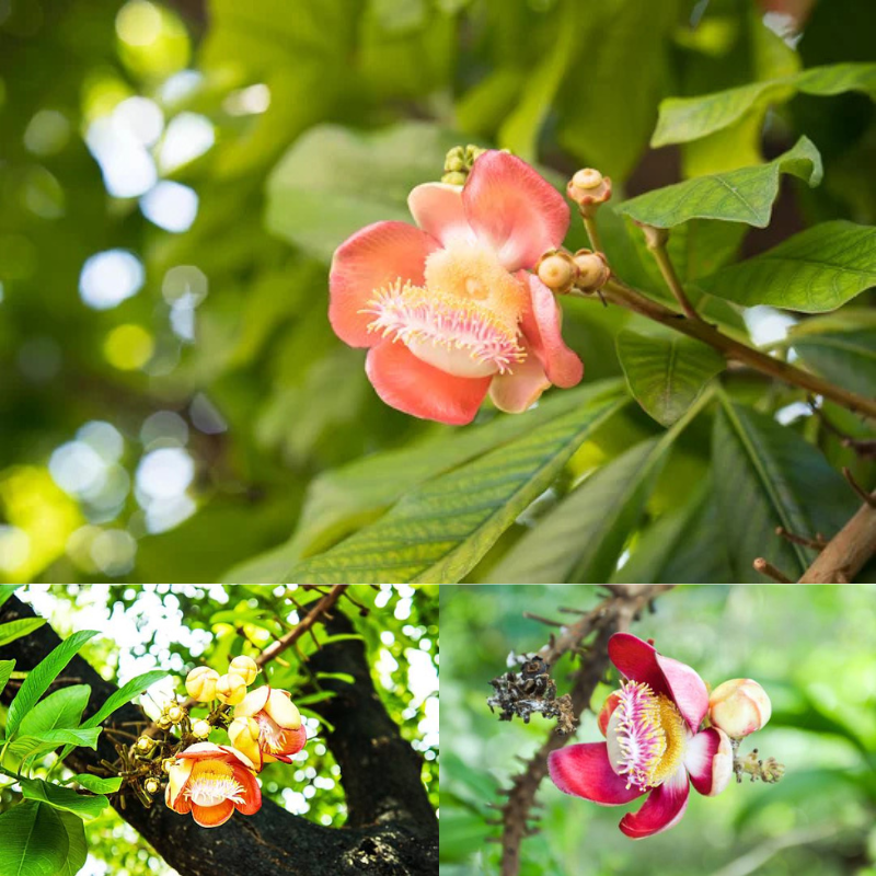 Sal tree Shorea robusta live plant Asia (No Pot) | eBay