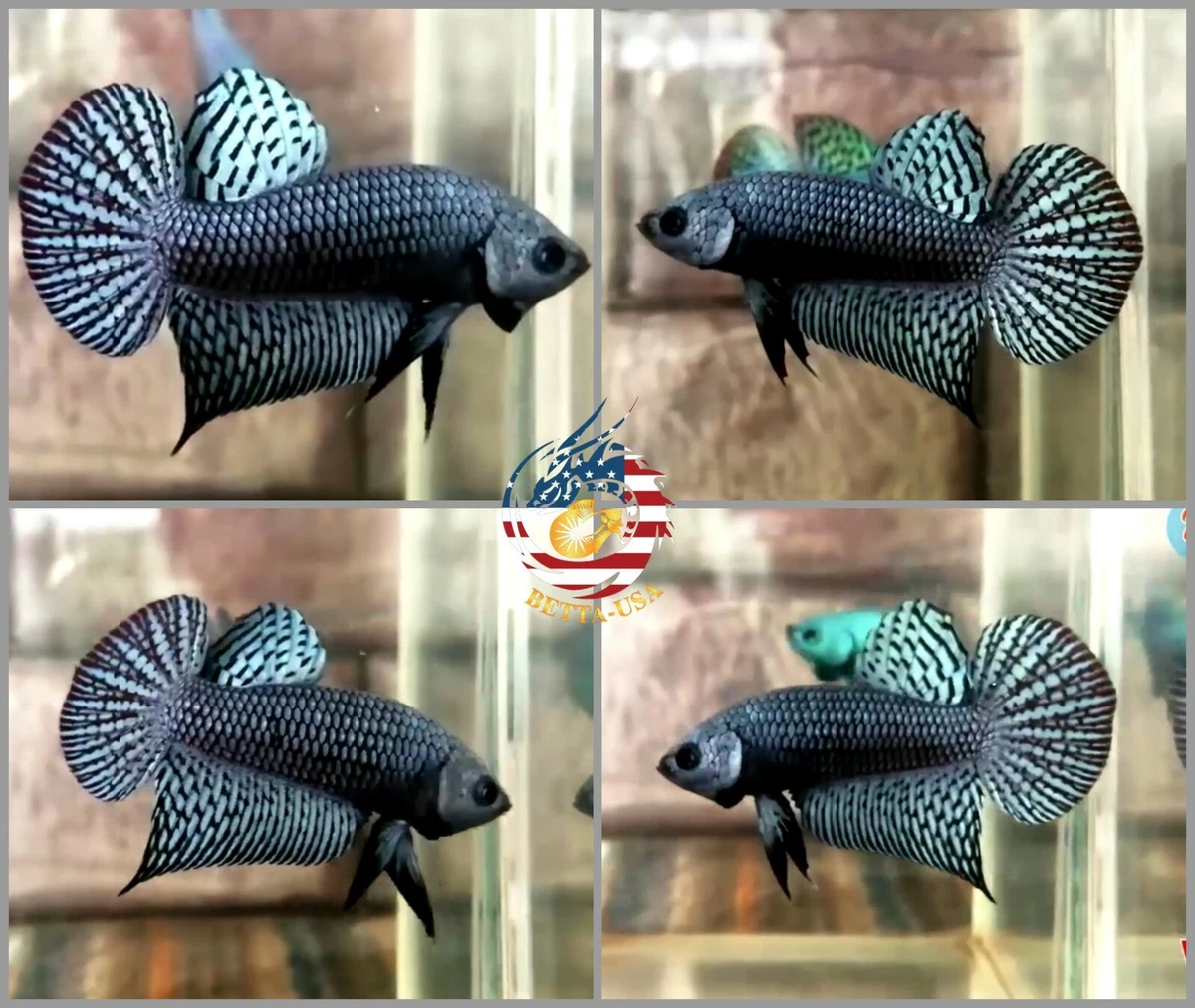 Grey Betta Fish