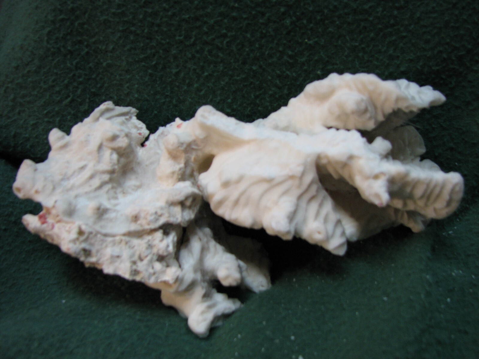 White Natural Coral Ocean Sea Shell 4" X 7" Branch Cluster For Home ...