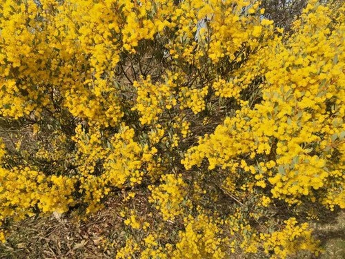 Acacia buxifolia - Box Leaf Wattle - 30 seeds | eBay Australia