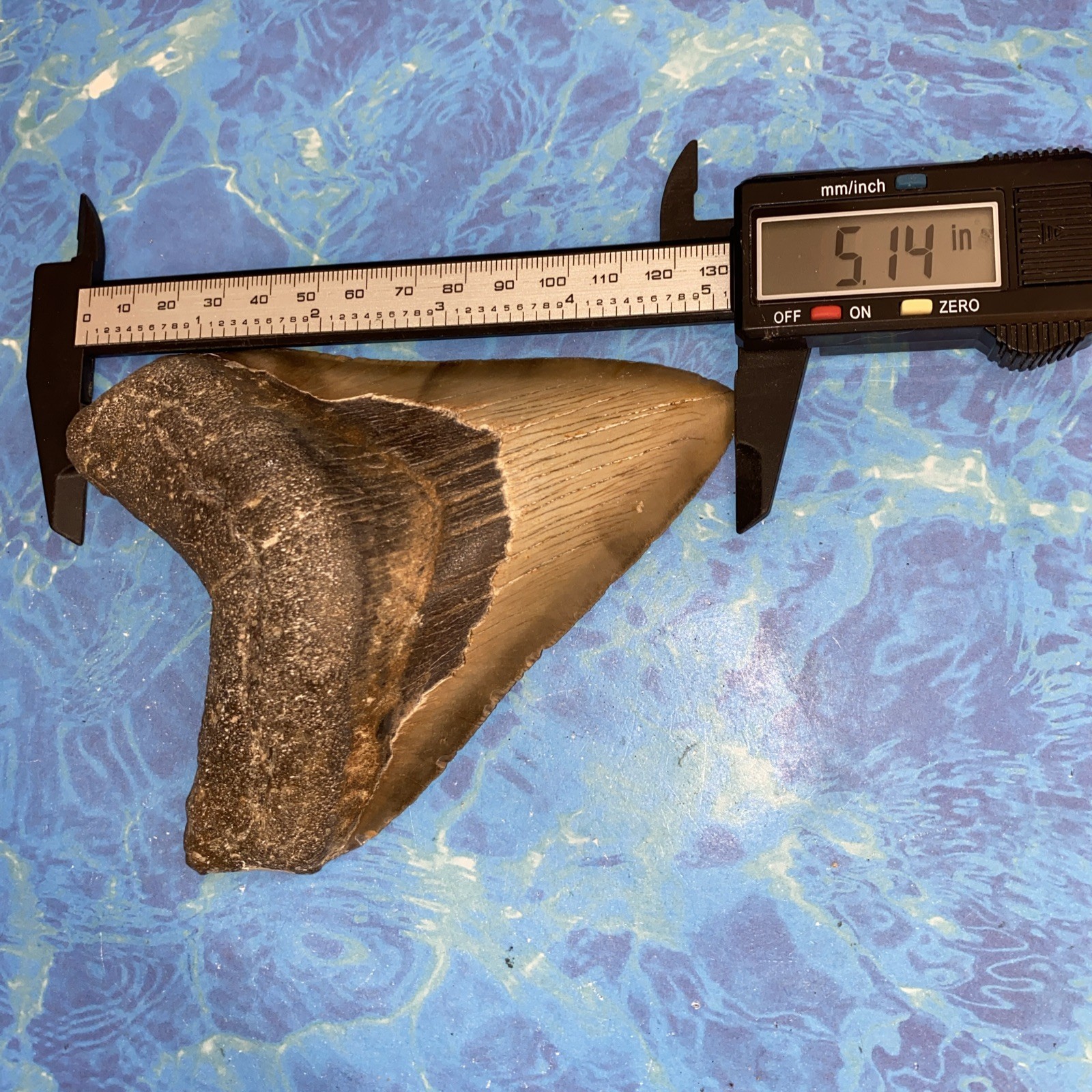 MEGALODON SHARK TOOTH 5.26” HUGE TEETH MEG SCUBA DIVER DIRECT FOSSIL NC ...