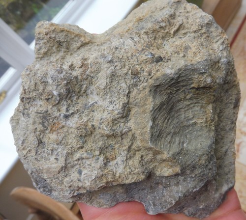 Fossil Seafloor Coral - Wren's Nest (Wenlock Limestone), UK - Silurian ...