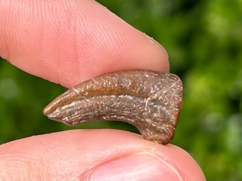 NICE Theropod Dinosaur Claw Fossil from Niger Dino Bones Kryptops ...