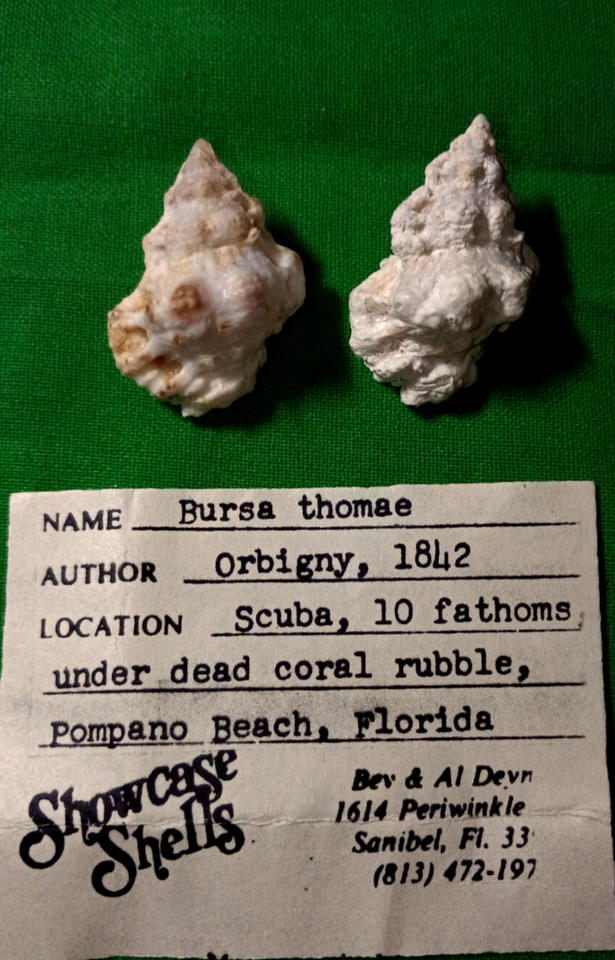 Bursa thomae #M0365 Florida, US 28/30mm | eBay