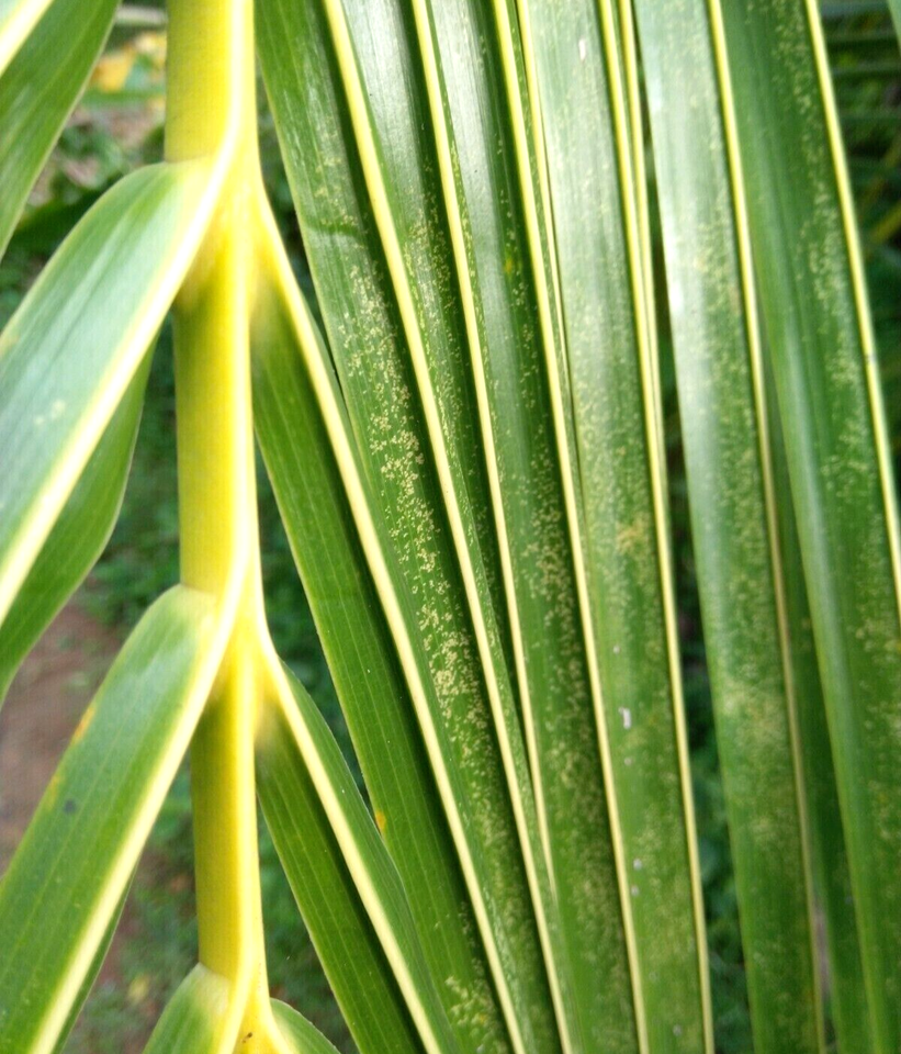 Coconut leaves Palm Dried 100% Natural Organic Cocos Nucifera High ...
