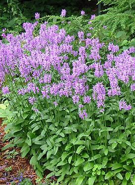 Stachys officinalis 1,000 seeds | eBay