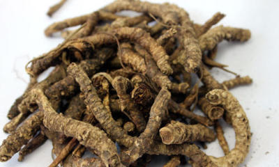 Kadu Roots, Kutaki (Picrorhiza Kurroa) Indian Raw & Whole Herbs | eBay