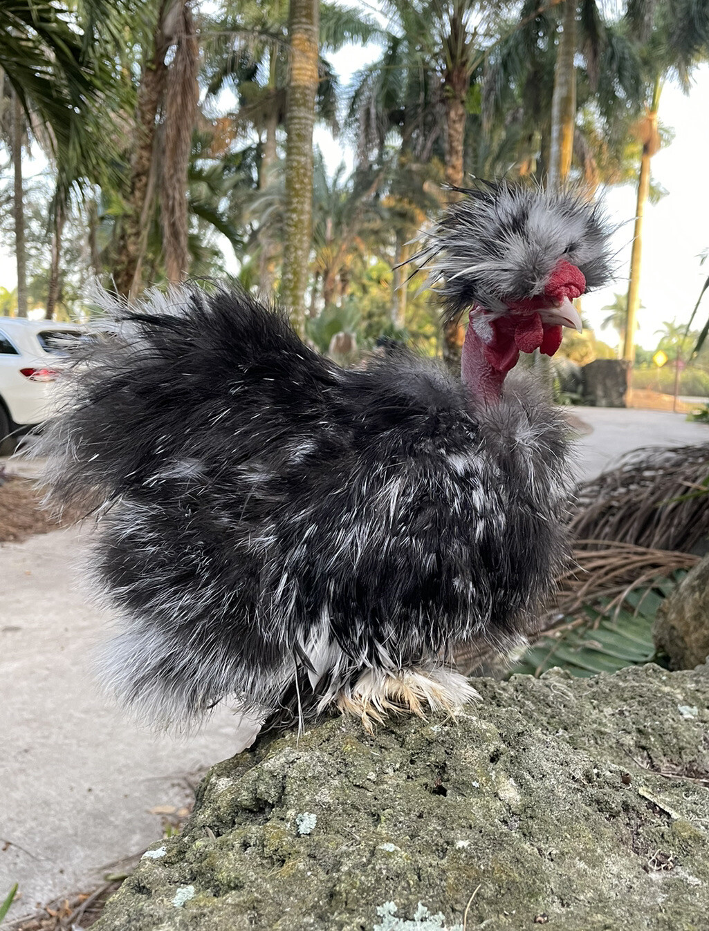 (6) Chocolate Mottled Silkie Hatching Eggs, Frizzles & Showgirls ...