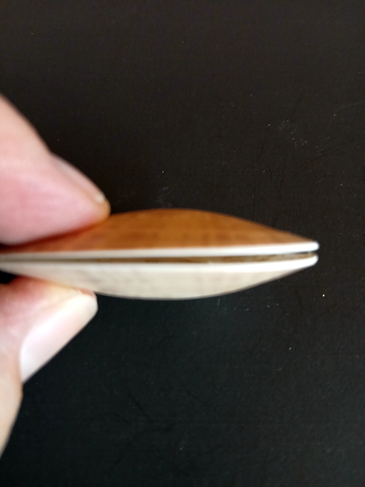 Sunray Venus Clam, Macrocallista Nimbosa specimen seashell, 50mm whole ...