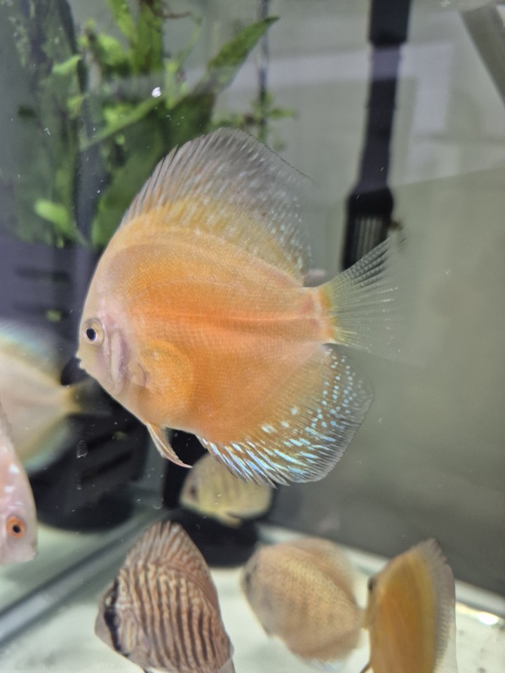 Pack of 3 - Golden Sunrise Discus Fish 3.5in -4.0in Shipping Overnight ...
