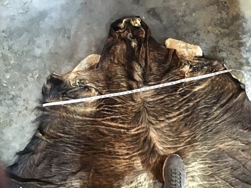 Cape buffalo African hide cape tanned taxidermy mount | eBay