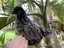 (6) Fibro Easter Egger Hatching Eggs - An Indonesian Ayam Cemani Hybrid ...