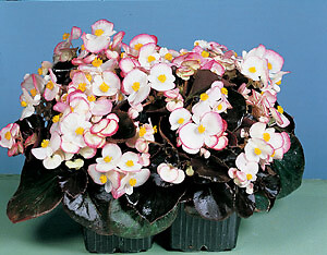 Begonia Cocktail Rum 1,000 seeds | eBay