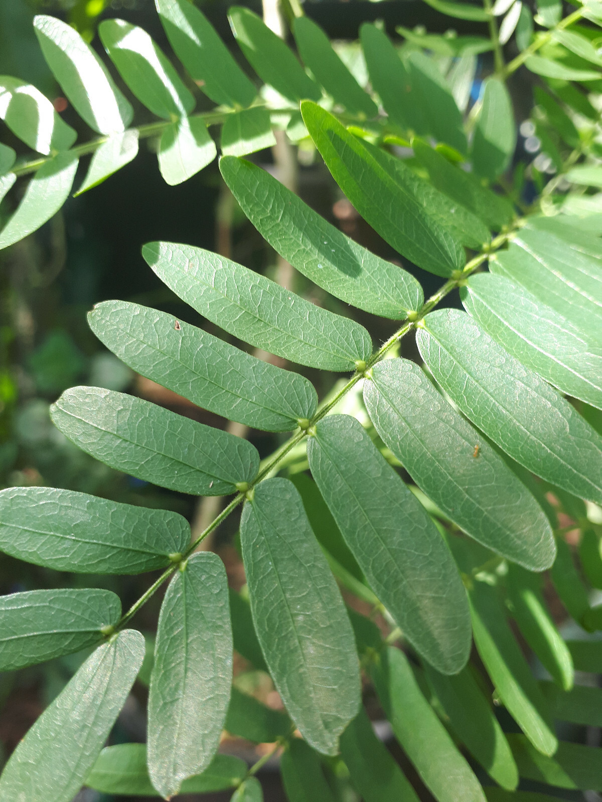 Acacia victoriae seed : Edible Wattle Bush Food : Permaculture Self ...