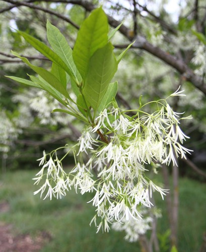 Fringe Tree seeds (Chionanthus virginicus), 5 seeds | eBay
