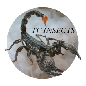 TC INSECTS | eBay Stores