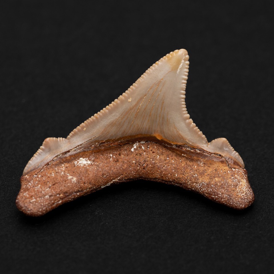 Otodus Chubutensis Shark Tooth - Authentic 1.4”x 1.4” Fossil | eBay