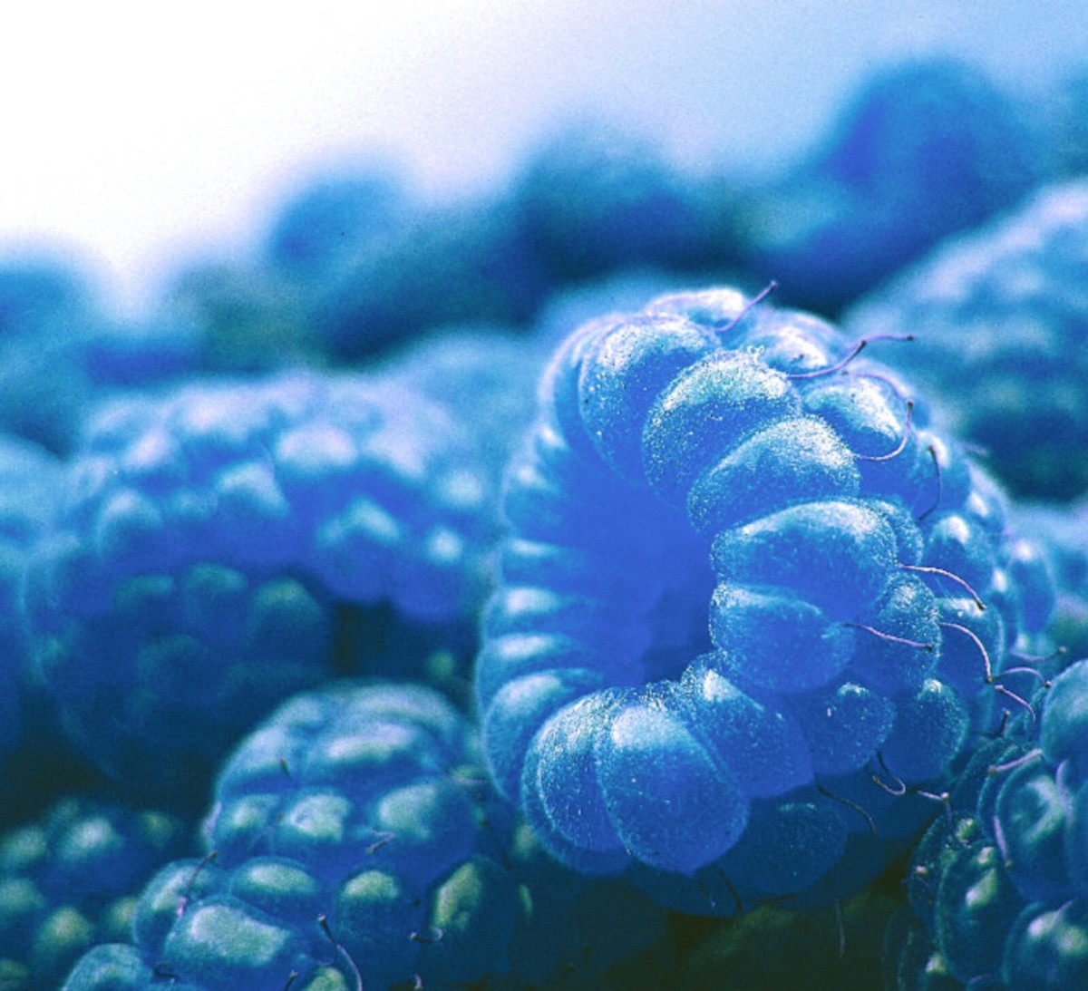 Blue Raspberry Plant Raspberries For Sale. Buy Summer & Autumn