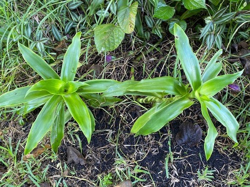 CALLISIA FRAGRANS aka (INCH PLANT/BASKET PLANT/FALSE BROMELIAD/OCTOPUS ...