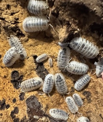 🖤⚪ 15+ SHIRO UTSURI ISOPODS – LIVE CULTURE | eBay