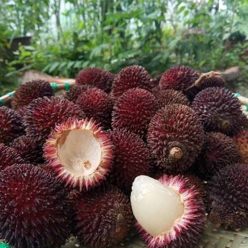 Red Pulasan Kapulasan Seeds 120++ pcs (Nephelium mutabile) | eBay