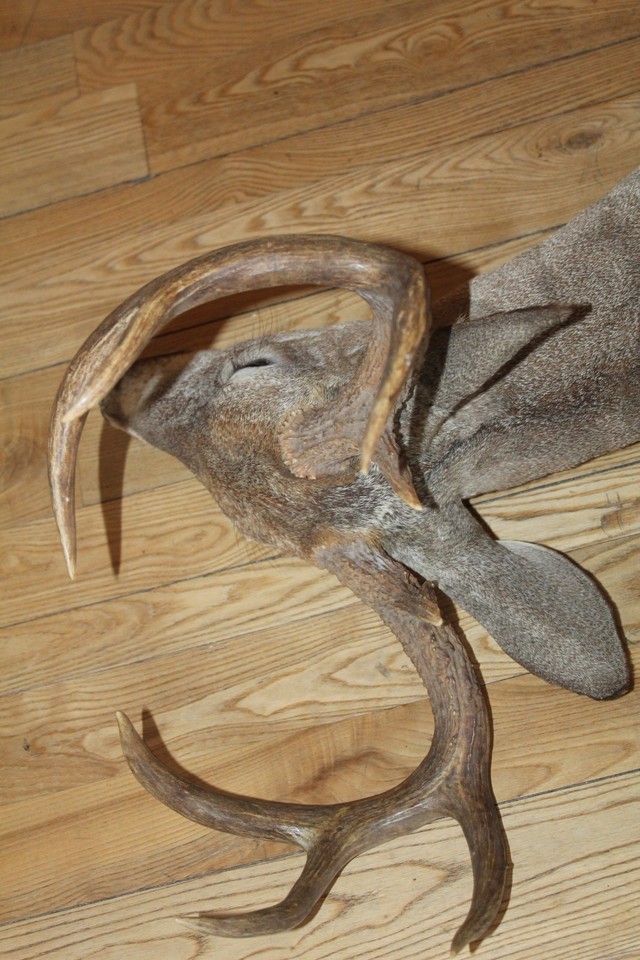 Coues Whitetail Deer Head Shoulder Mount Taxidermy Cape Shed Antler ...
