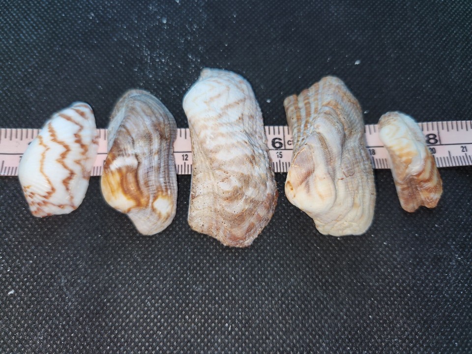 5 Florida “Turkey Wing” Seashells | eBay