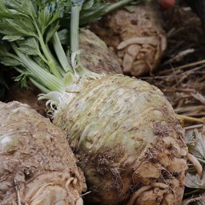 CELERIAC WHITE ALABASTER 100/200seed Heirloom Root Celery Nutritional ...