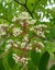 Korean Evodia, (Bee Bee Tree), Evodia danielli, Tree Seeds (Fast, Showy ...