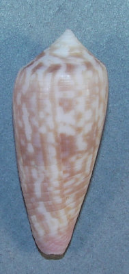 CONUS OISHII 37.99mm SUPER CHOICE RARE COLORED SPECIMEN off N.E. Taiwan ...